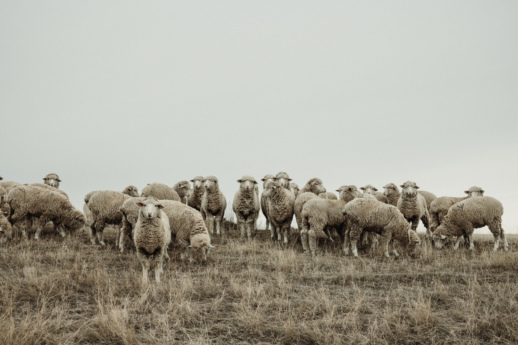 Science of Wool ... Some of the reasons why wool outperforms! – WeatherWool
