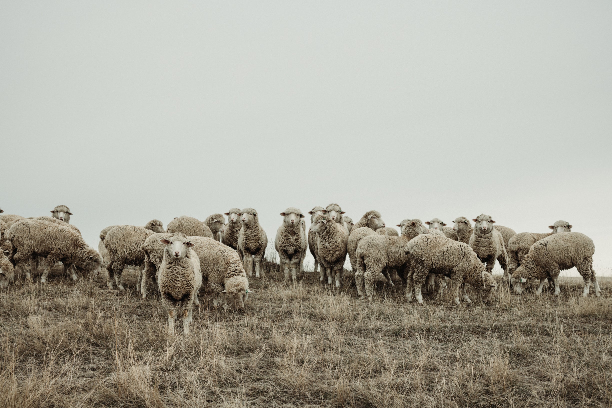 Science of Wool ... Some of the reasons why wool outperforms! – WeatherWool