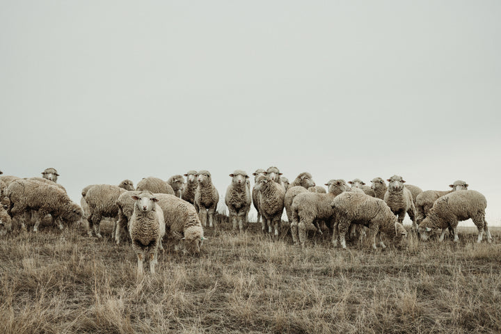 Science of Wool ... Some of the reasons why wool outperforms! – WeatherWool